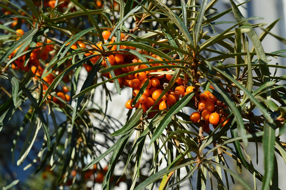 Olivello Spinoso Cespuglio Frutti - Foto gratis su Pixabay