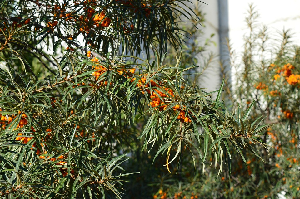 Sea Buckthorn Bush Berries A Lot - Free photo on Pixabay - Pixabay