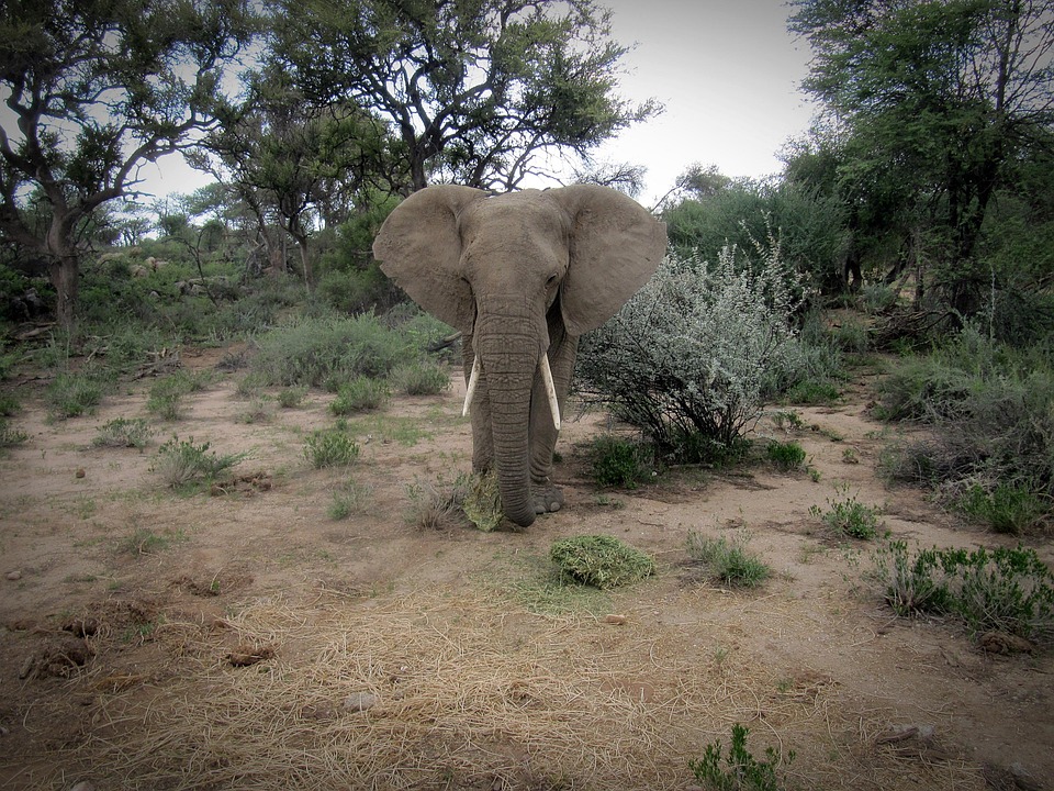 Namibia Elephant Safari - Free photo on Pixabay