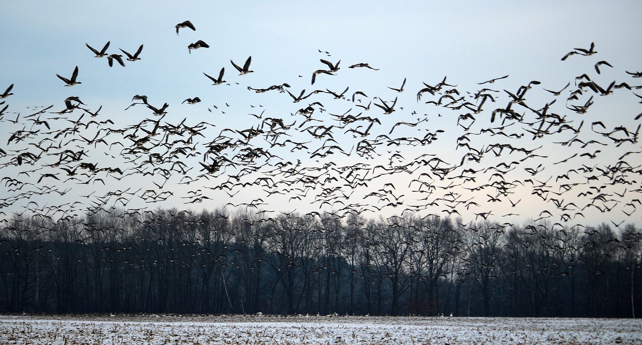 Wild Geese Flock Of Birds Winter - Free photo on Pixabay - Pixabay