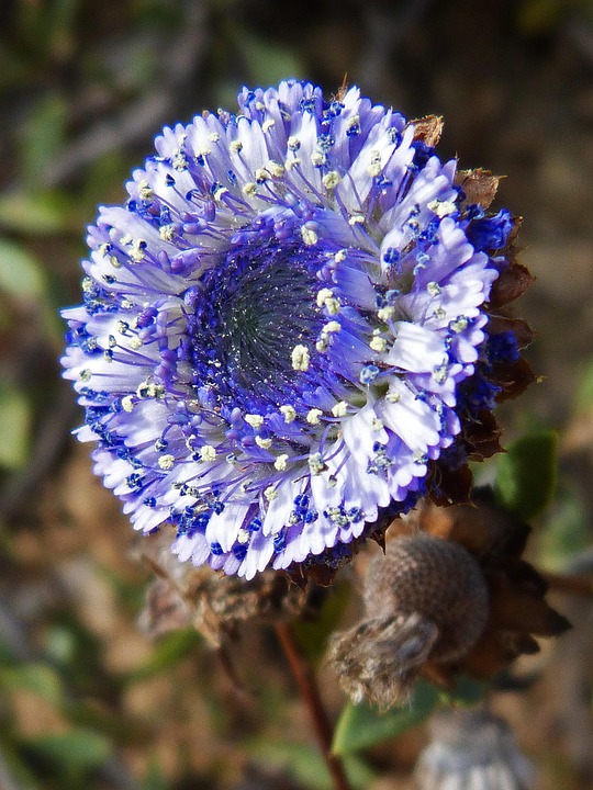 Forest Flower Lilac Blue - Free photo on Pixabay - Pixabay