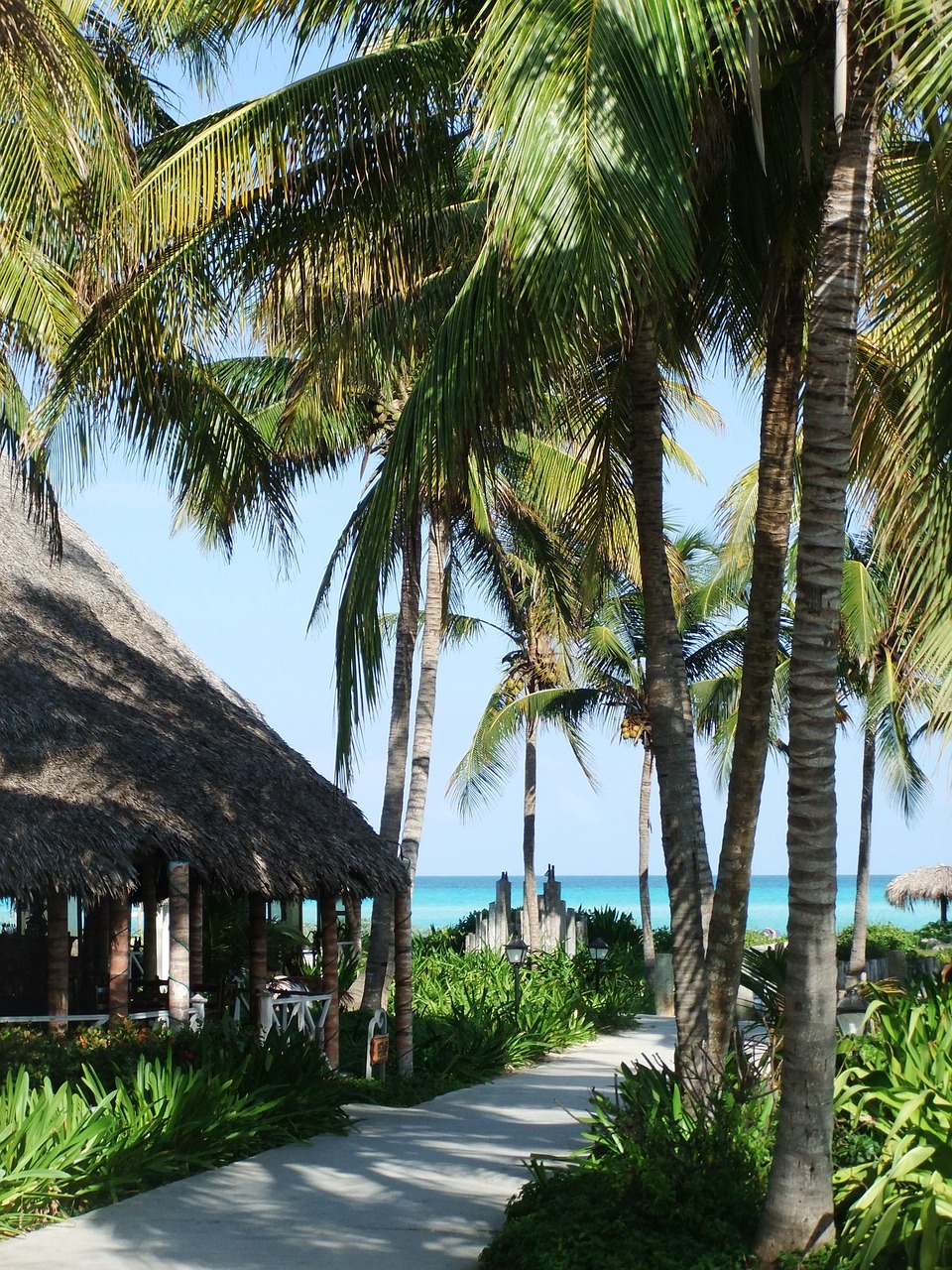 Palmen Ocean Urlaub - Kostenloses Foto auf Pixabay - Pixabay