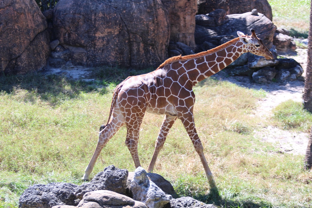 90+ Free Baby Giraffe & Giraffe Images - Pixabay