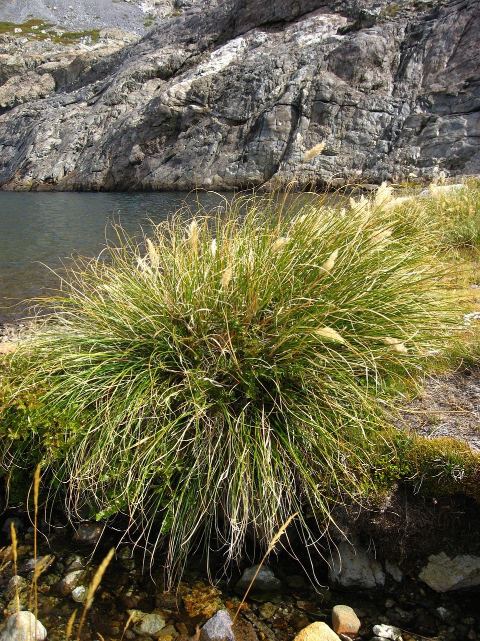 Lagoon Of The High Lircay Natural - Free photo on Pixabay