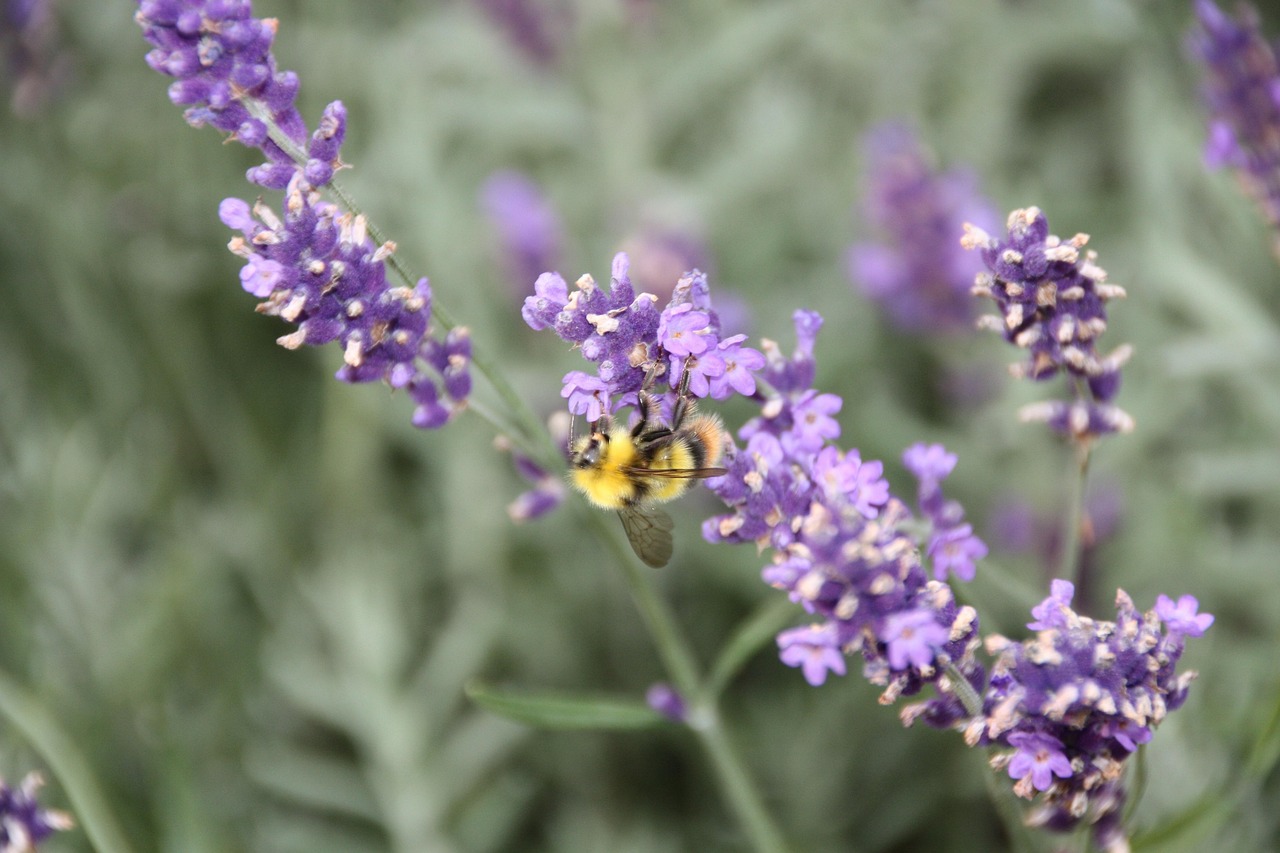 Lavander Bee Flower - Free photo on Pixabay