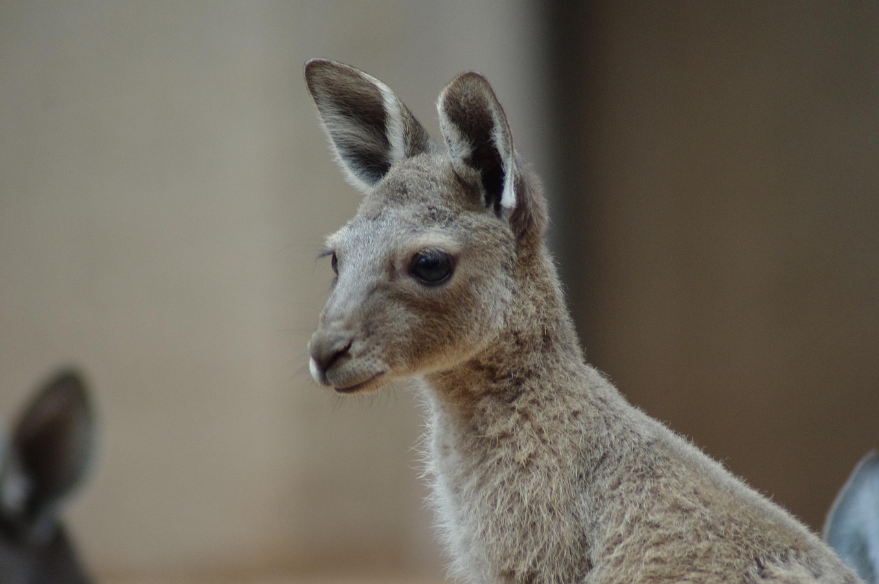 Canguro Joven Zoológico - Foto gratis en Pixabay - Pixabay