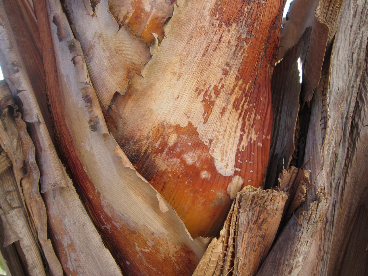Banana Tree Wood Close Up - Free photo on Pixabay - Pixabay