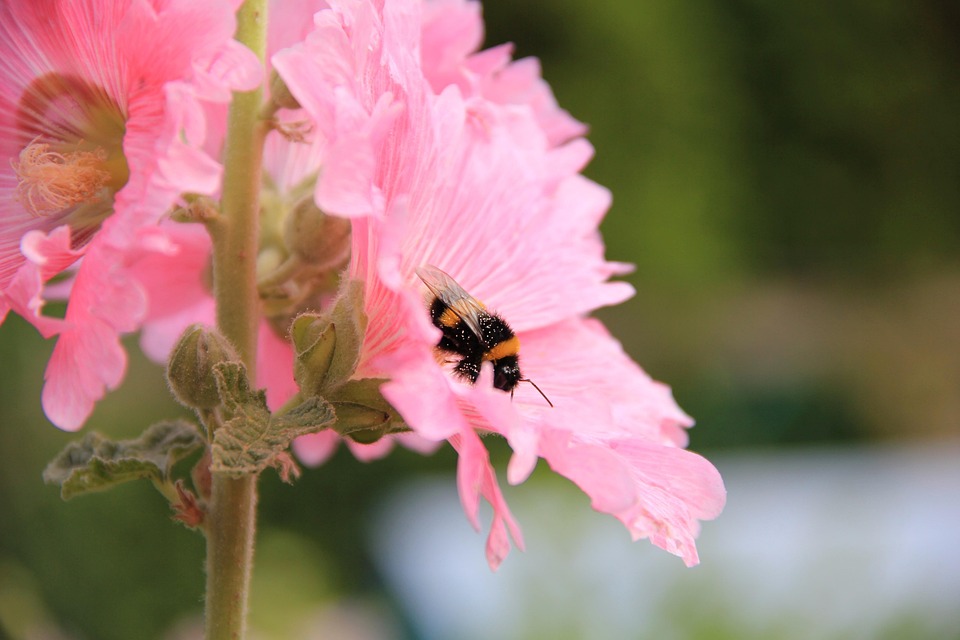 Lebah Ke Hollyhock Bunga - Foto gratis di Pixabay - Pixabay