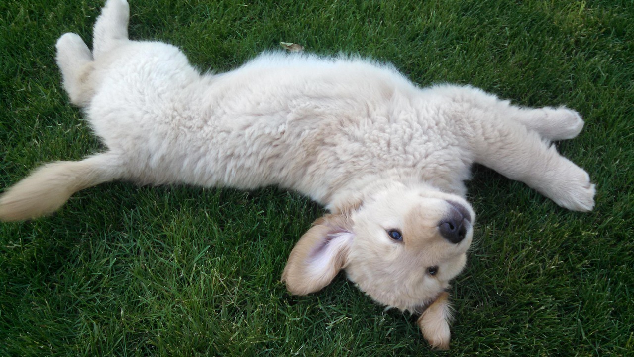 Jenis Anjing Golden Retriever - Foto gratis di Pixabay - Pixabay