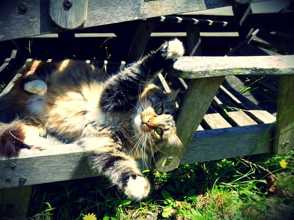 Cat Chat Mignon Animal De - Photo gratuite sur Pixabay - Pixabay