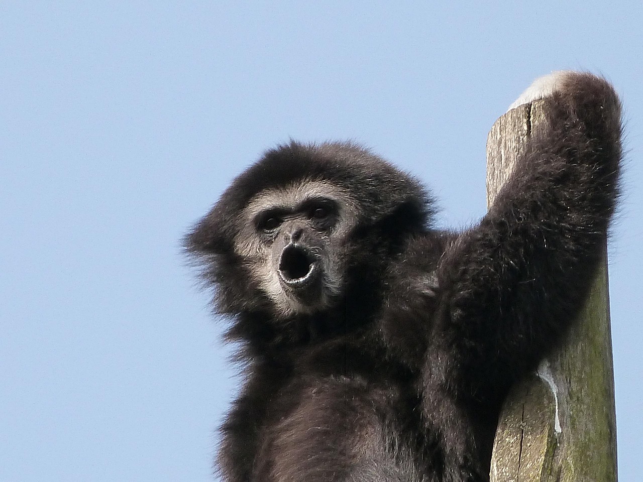 White Hands Gibbon Animals Great - Free photo on Pixabay - Pixabay