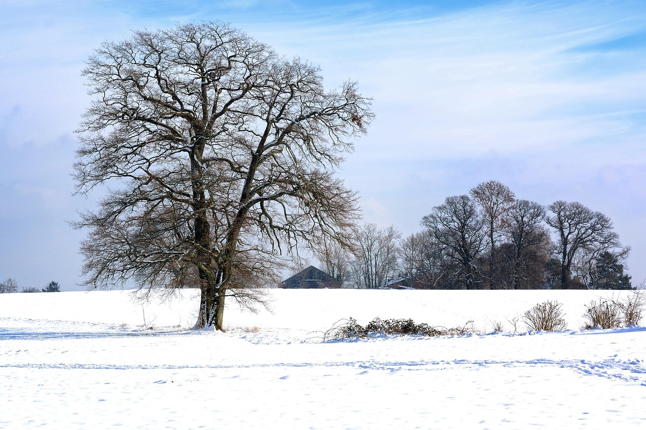 Invierno Nieve Árbol - Foto gratis en Pixabay - Pixabay