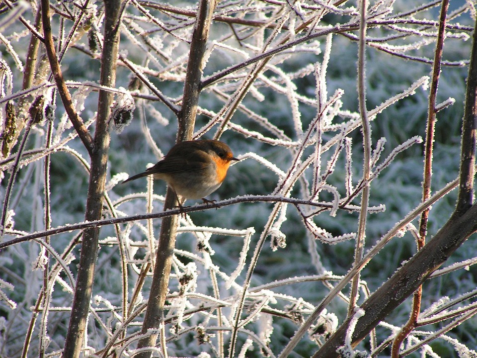 Winter Robin Frost - Kostenloses Foto auf Pixabay - Pixabay