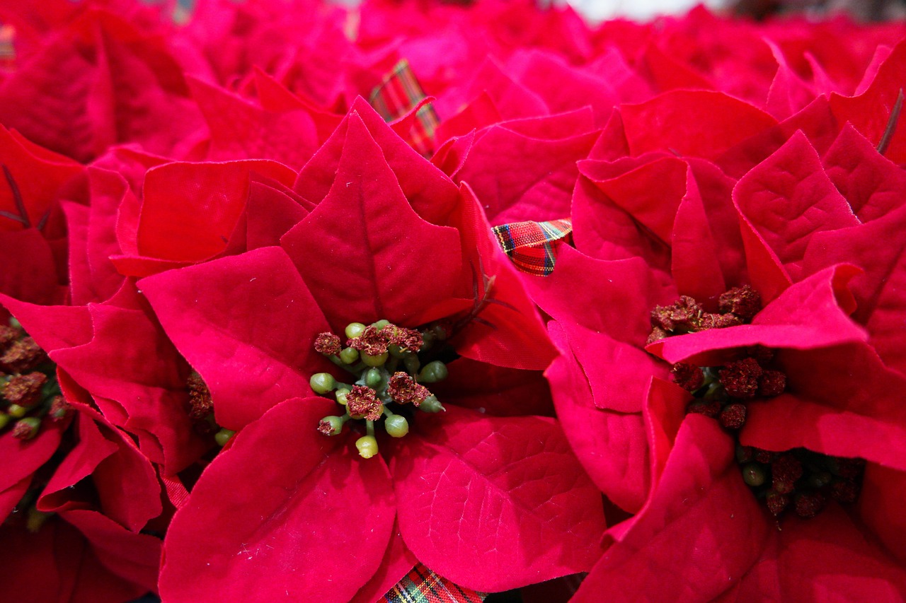 Poinsettia Harmony Flower Red - Free photo on Pixabay