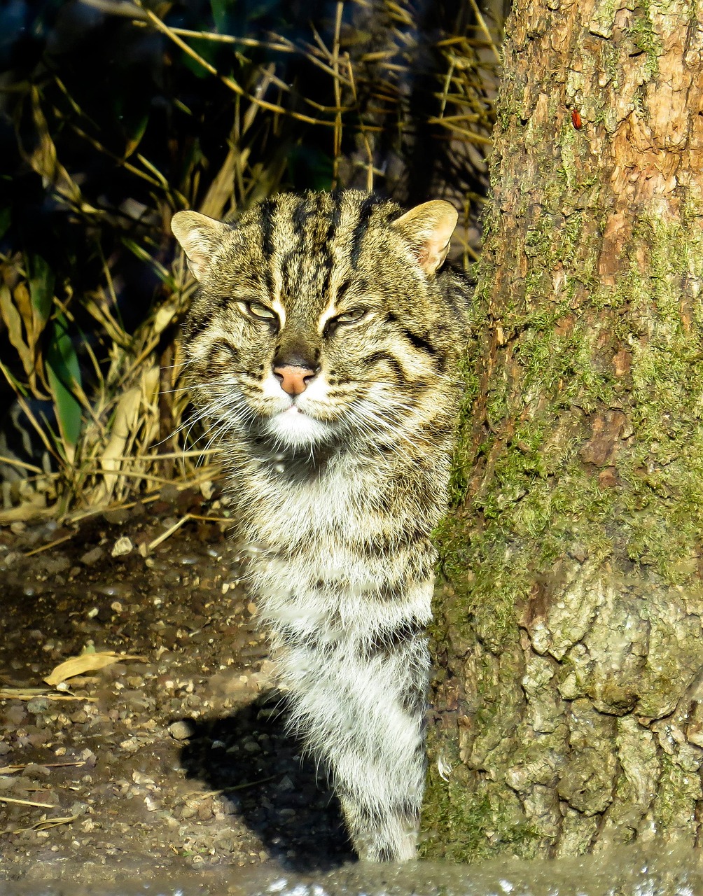 Cat Big Fishing - Free photo on Pixabay