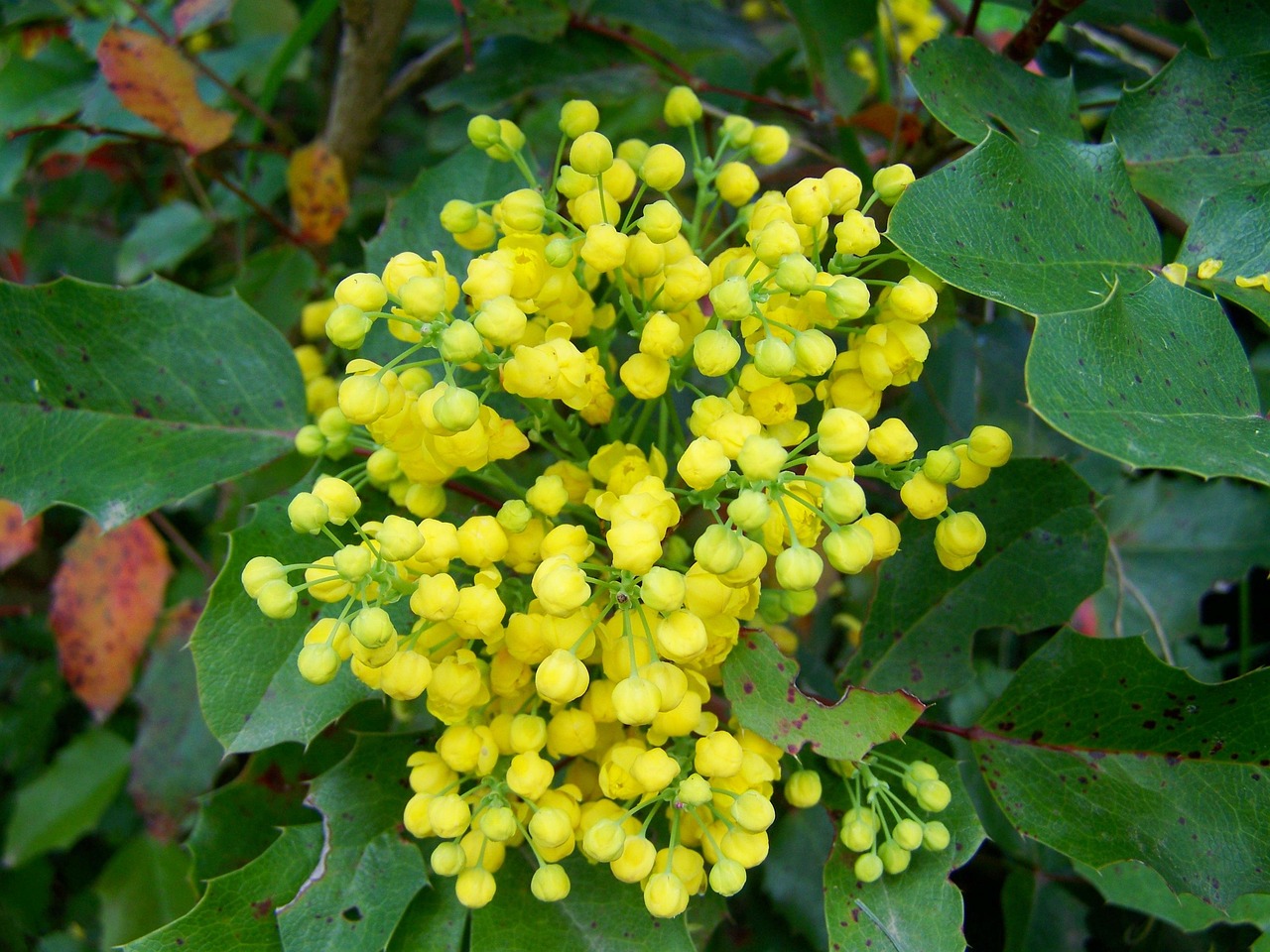 Bunga Barberry Kuning Musim - Foto gratis di Pixabay - Pixabay