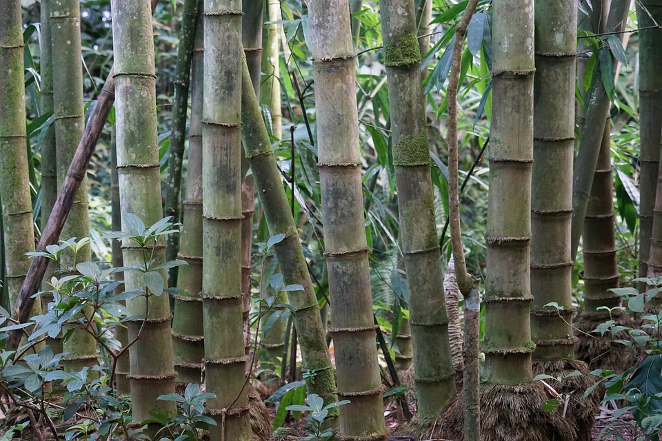 Bamboo Bambusoideae Rhizome - Free photo on Pixabay