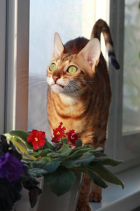 Cat Bengali Pet On The - Free photo on Pixabay