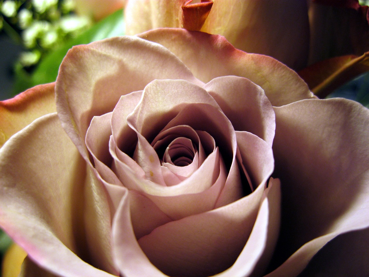 Rose Blossom Close Up - Free photo on Pixabay - Pixabay