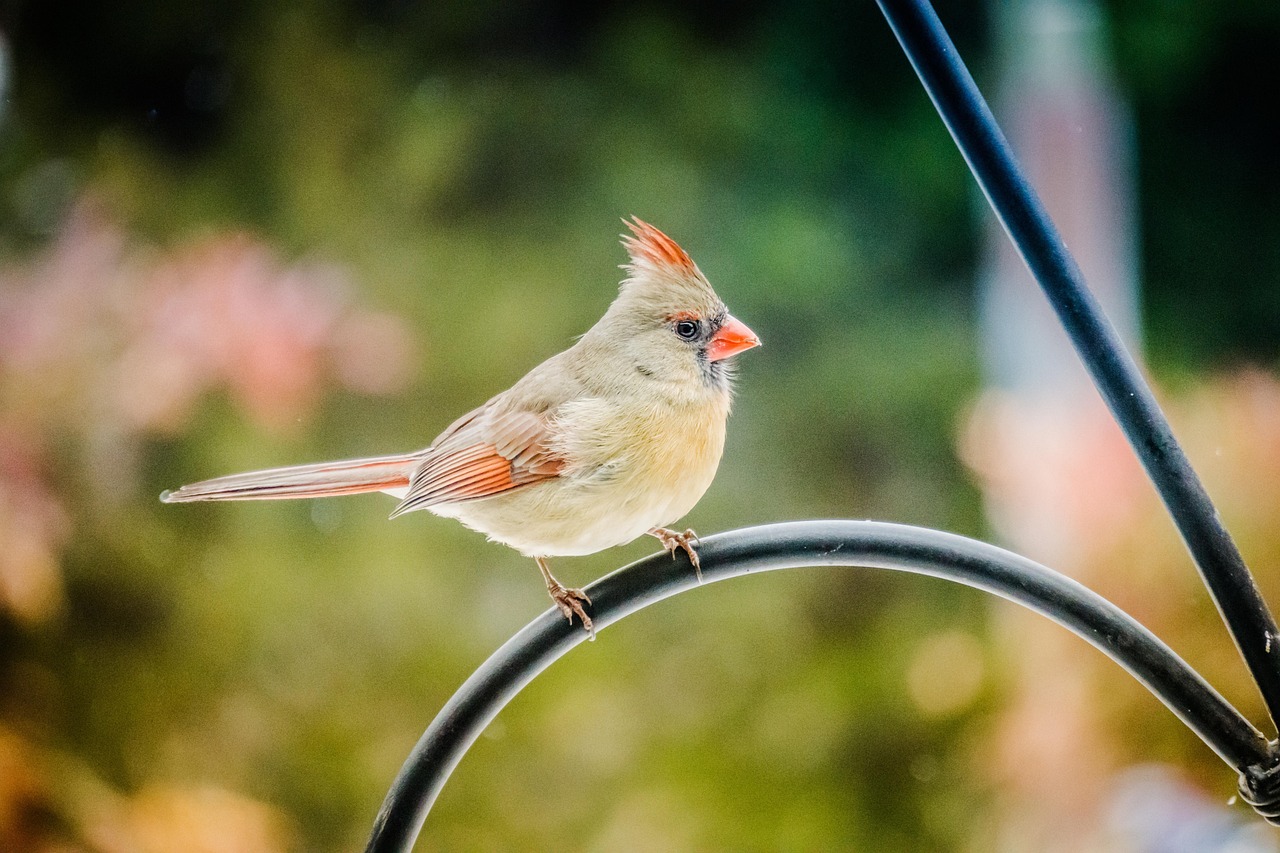 Cardinal Female Nature - Free photo on Pixabay - Pixabay