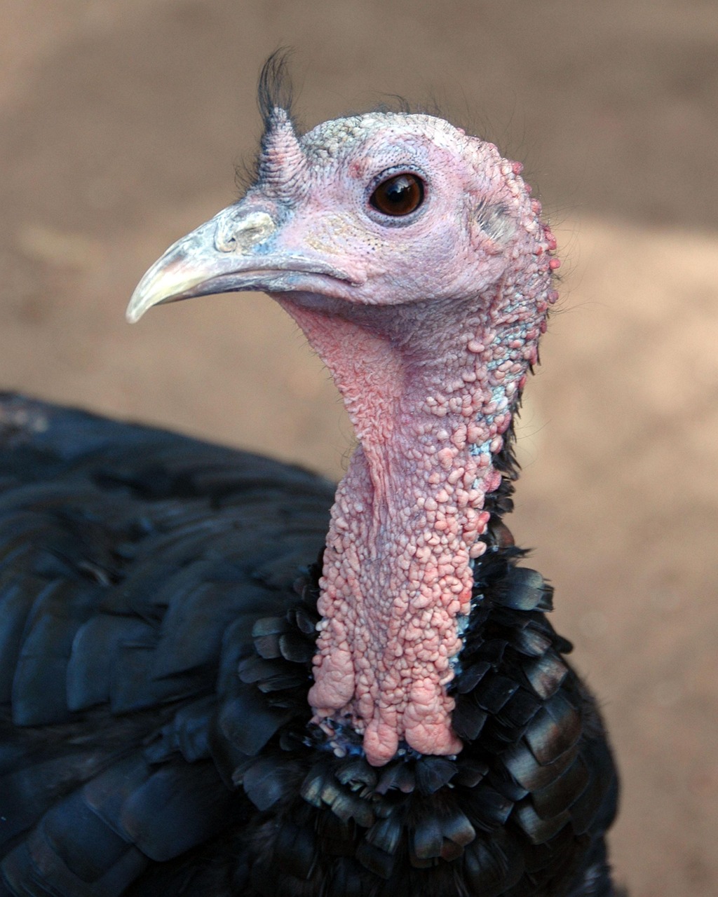 Turkey Bird Thanksgiving - Free photo on Pixabay