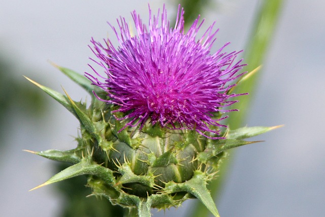 Cardo Flor Puntiaguda Planta - Foto gratis en Pixabay - Pixabay