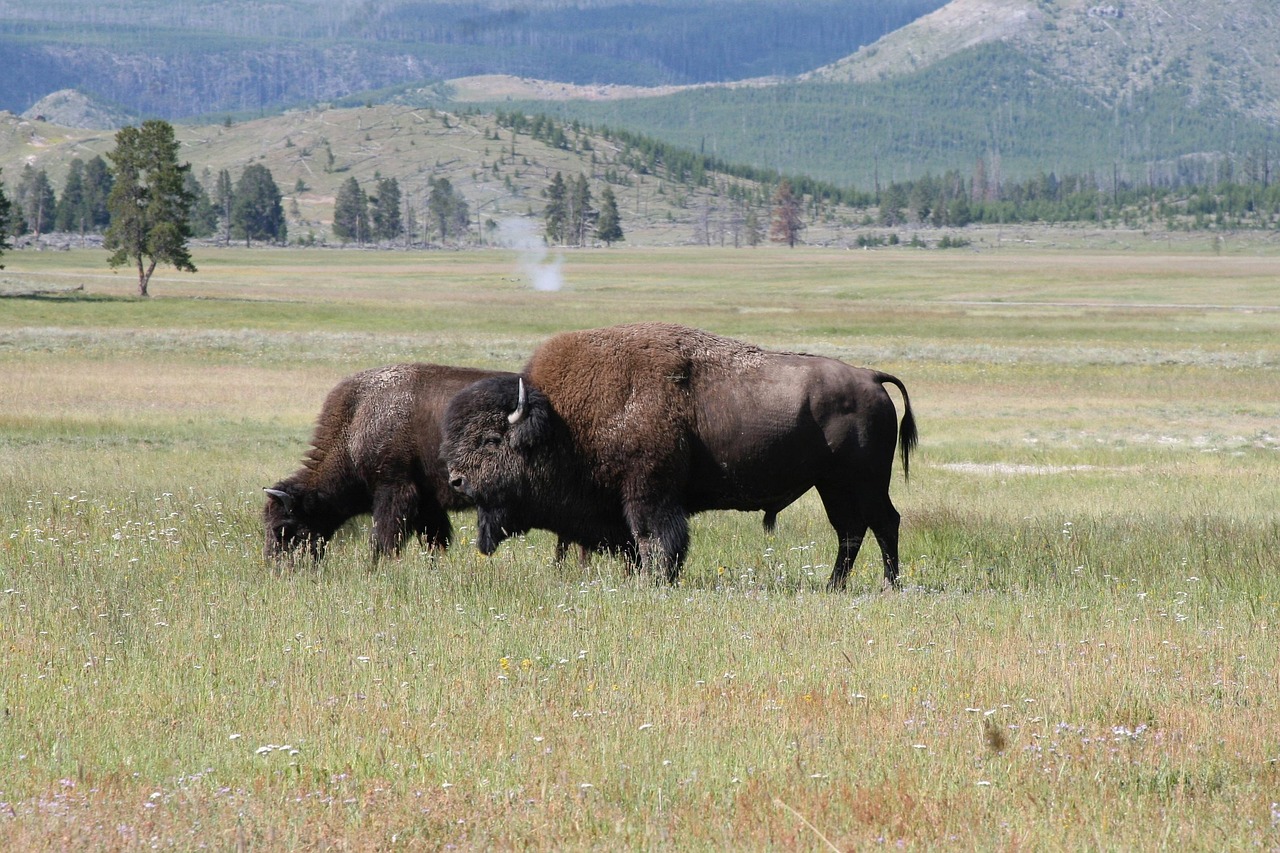 Buffalo Grazing Wildlife - Free photo on Pixabay - Pixabay