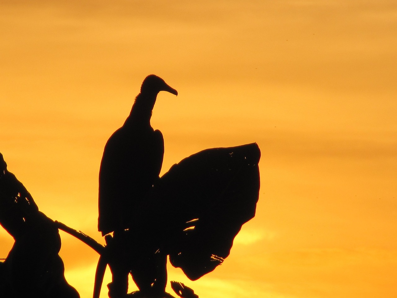 Vulture Birds Animal - Free photo on Pixabay - Pixabay