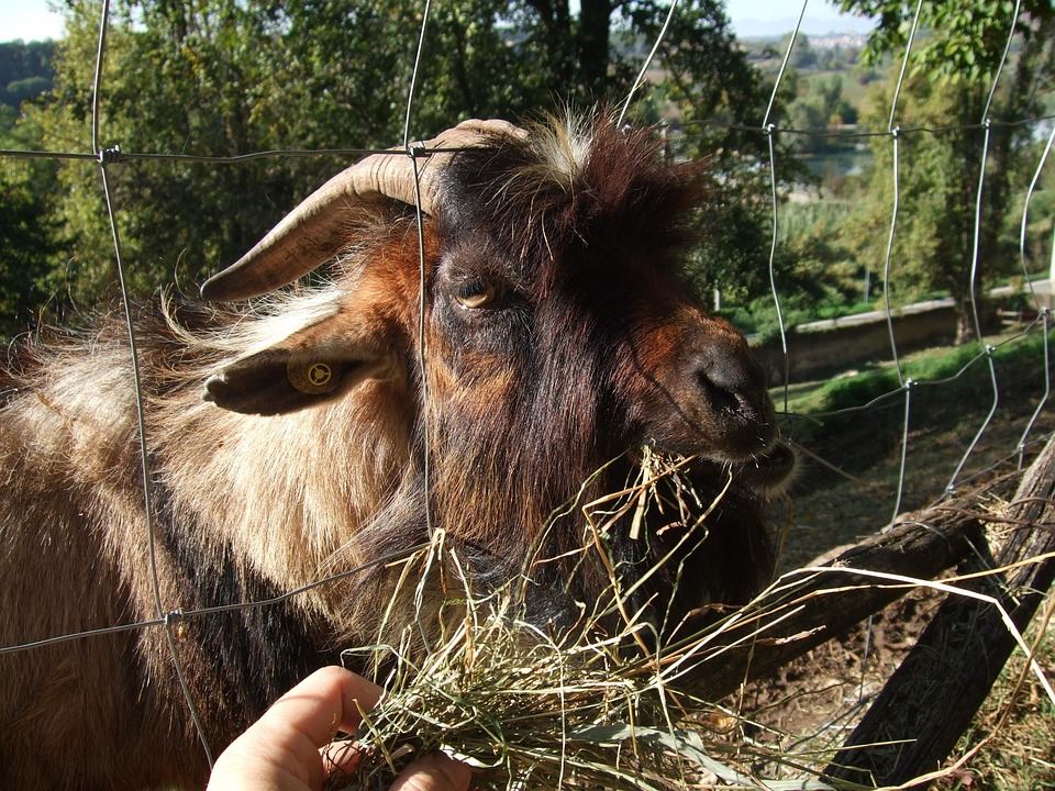 Capra Cabra Parque Natural - Foto gratis en Pixabay - Pixabay