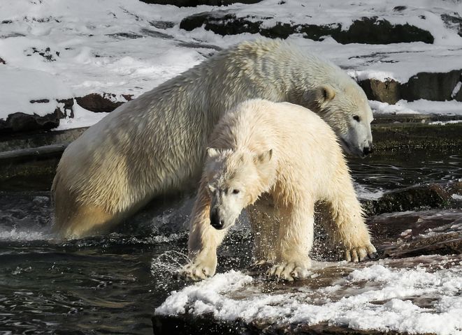 400+ Free Polar Bears & Polar Bear Photos - Pixabay