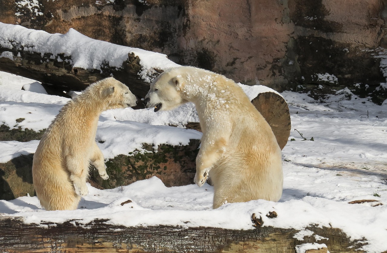 Oso De Hielo Tiergarten Nuremberg - Foto gratis en Pixabay