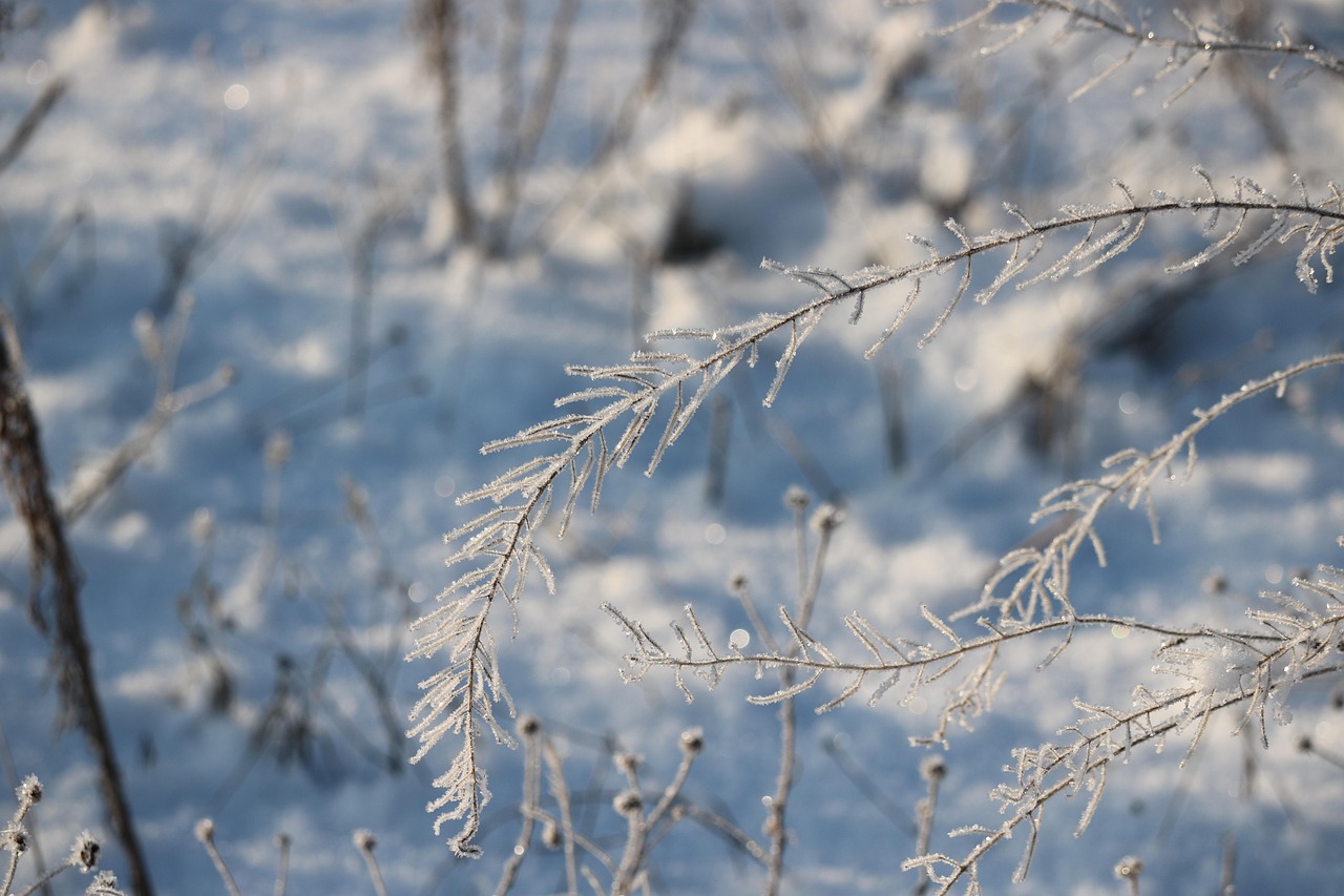Winter Icy Cold - Free photo on Pixabay - Pixabay