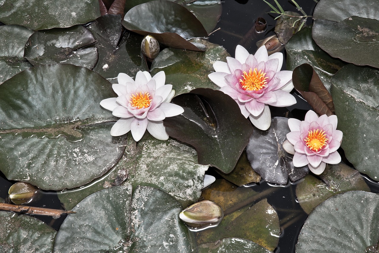 Water Lily Pool Flower - Free photo on Pixabay - Pixabay