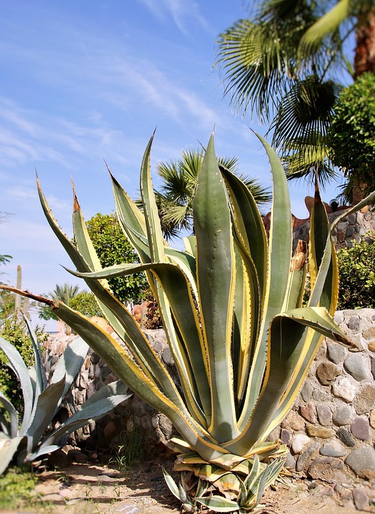 Cactus Aloe Exotic - Free photo on Pixabay - Pixabay