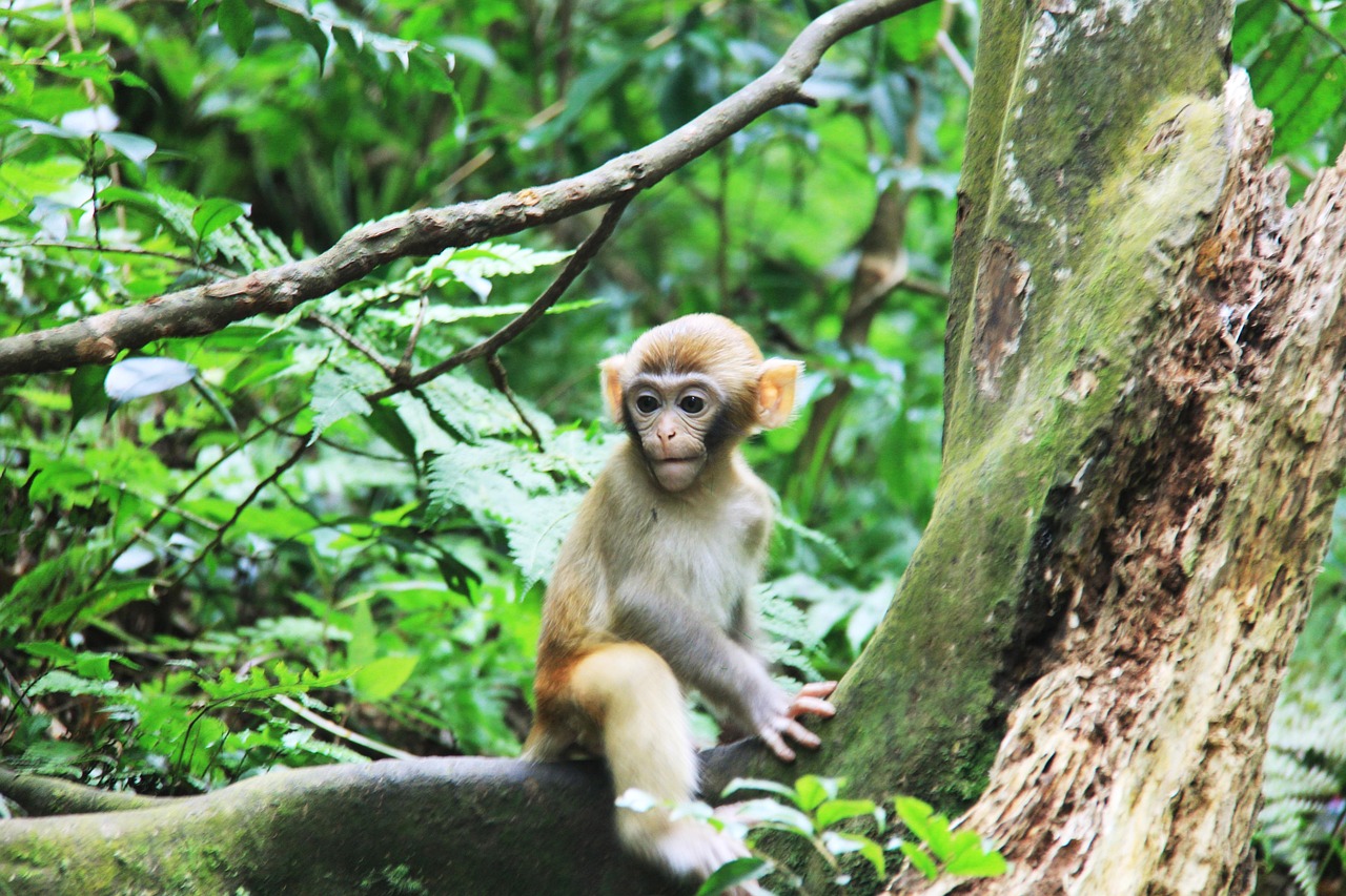 Zhangjiajie Monkey - Free photo on Pixabay
