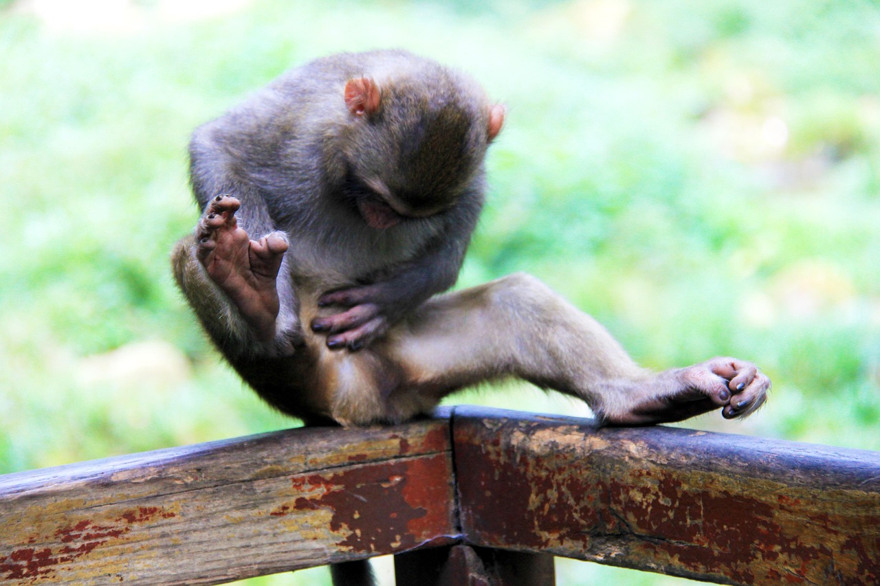 Zhangjiajie Macaco · Foto gratuita no Pixabay