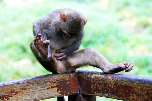 Zhangjiajie Macaco · Foto gratuita no Pixabay