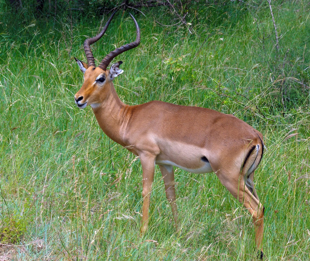 Afrique Du Sud Antilope Hluhluwe - Photo gratuite sur Pixabay - Pixabay
