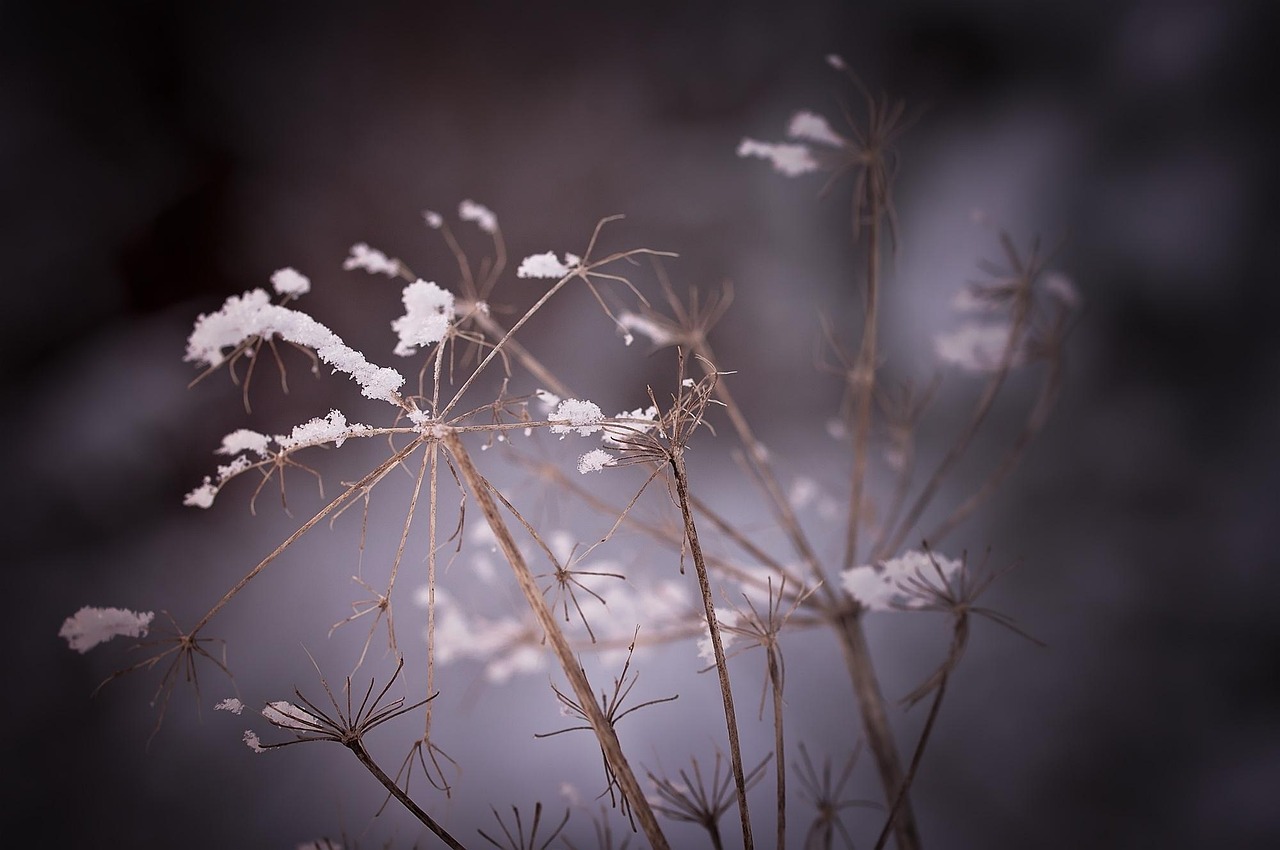 Plant Faded Dried Up - Free photo on Pixabay - Pixabay