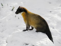 Wolverine Marten Eurasia - Free photo on Pixabay