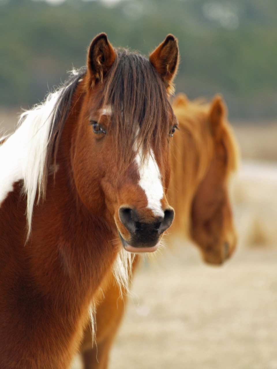 Horse Pony Animal - Free photo on Pixabay - Pixabay
