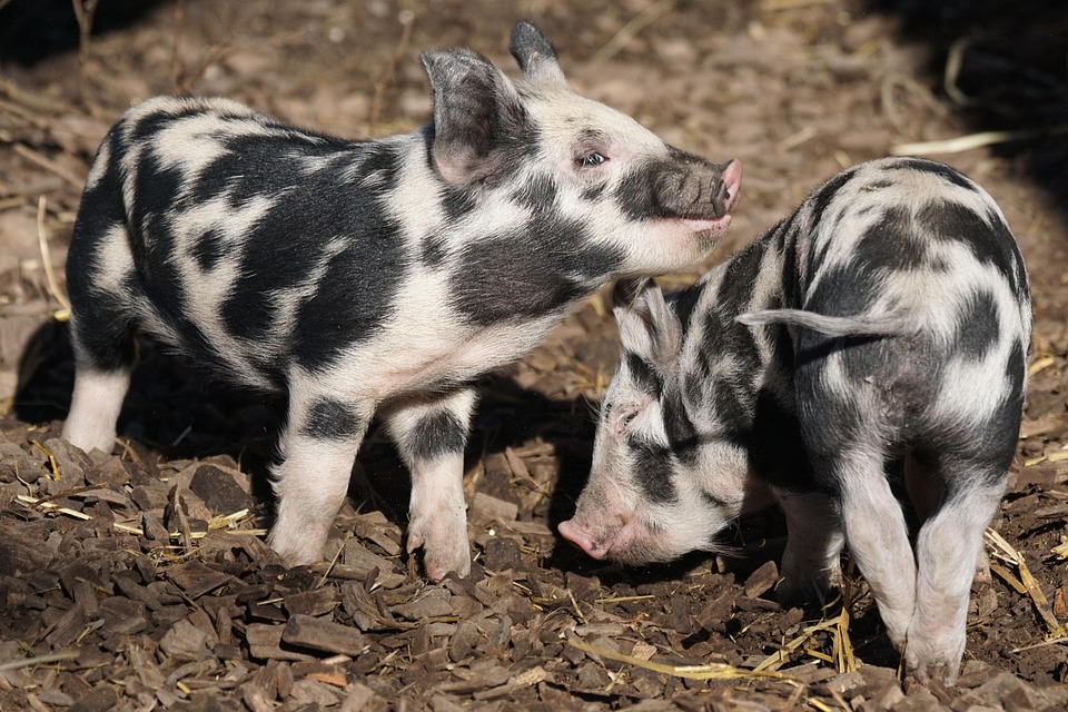 Free Photo Pig Turopolje Piglet Robust Free Image On Pixabay