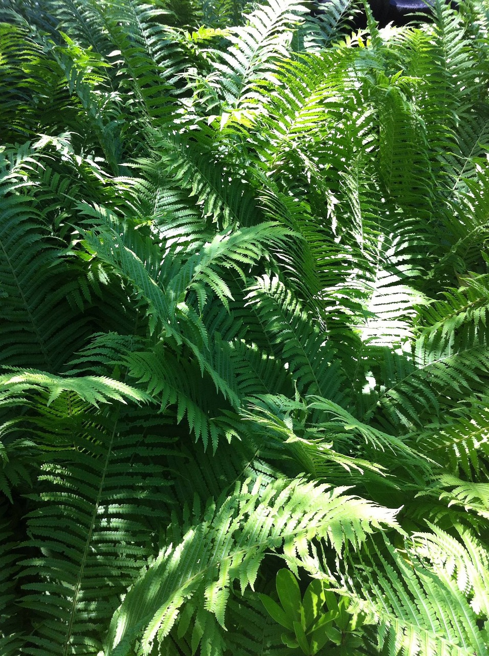 Samambaia Natureza Plantar - Foto gratuita no Pixabay - Pixabay