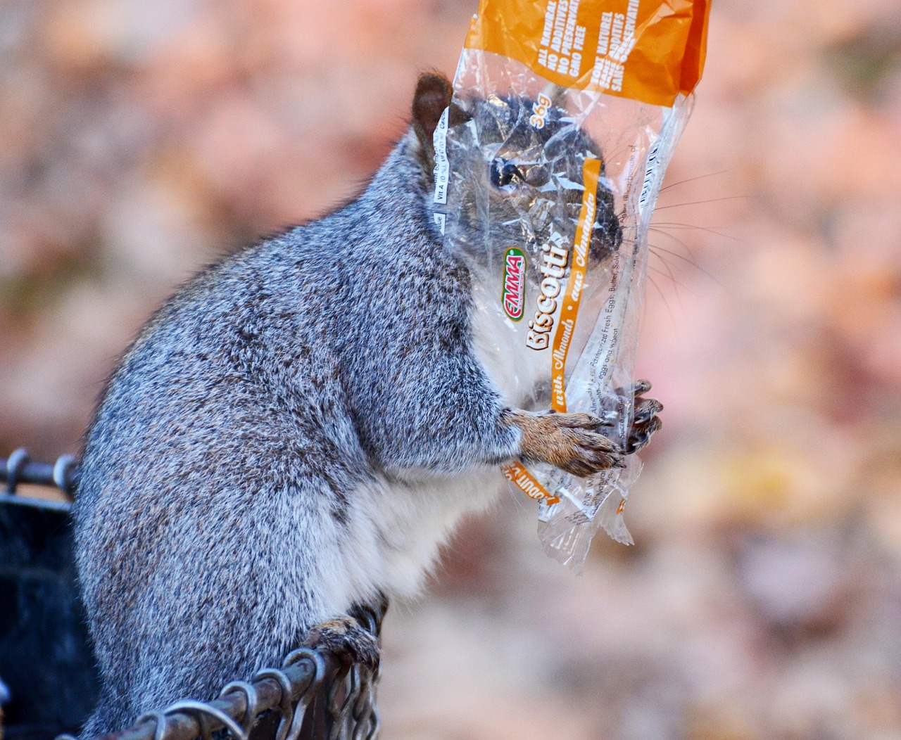 Squirrel Cookies Animal - Free photo on Pixabay