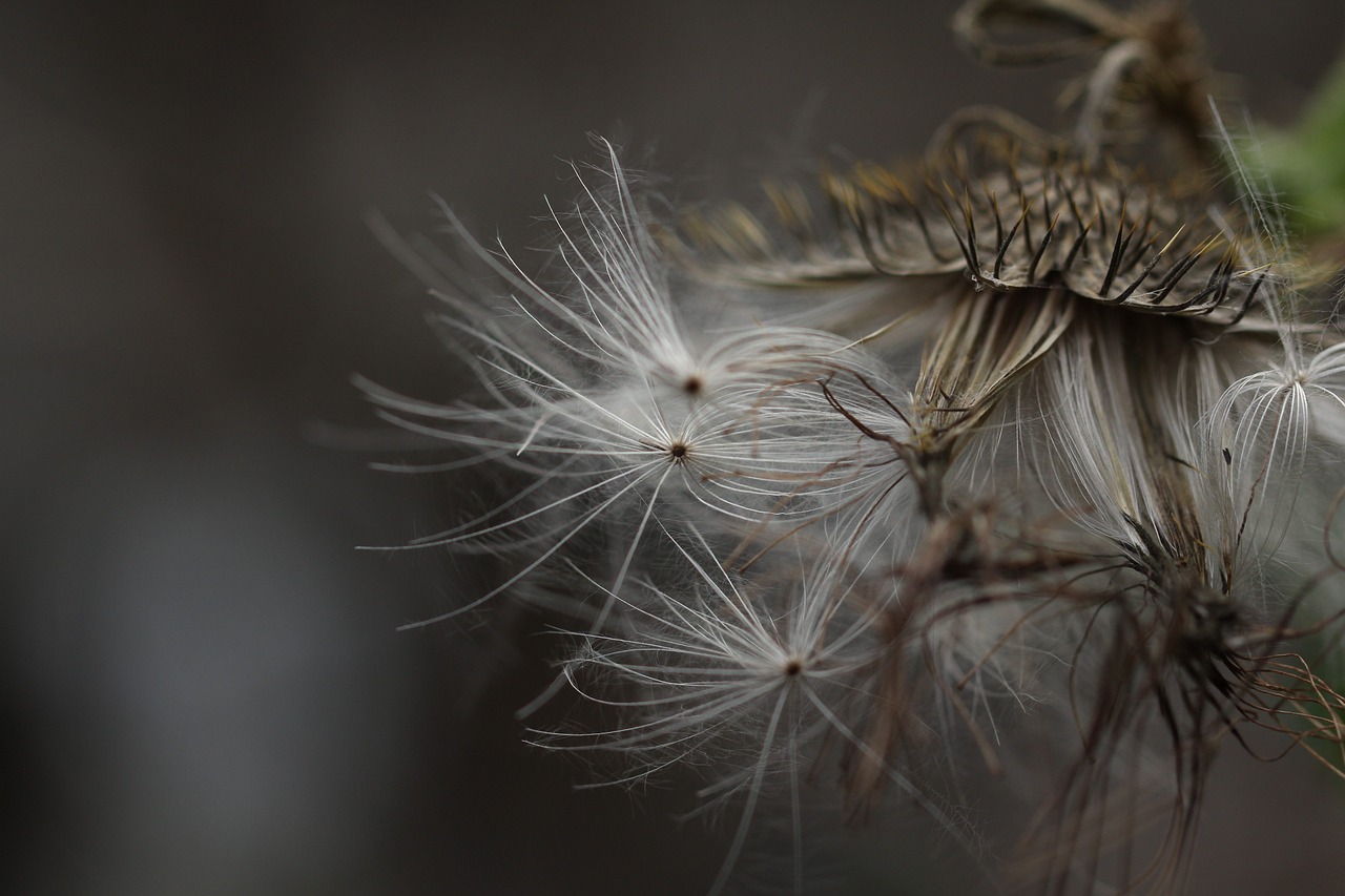 20+ Free Dead Stems & Nature Images - Pixabay