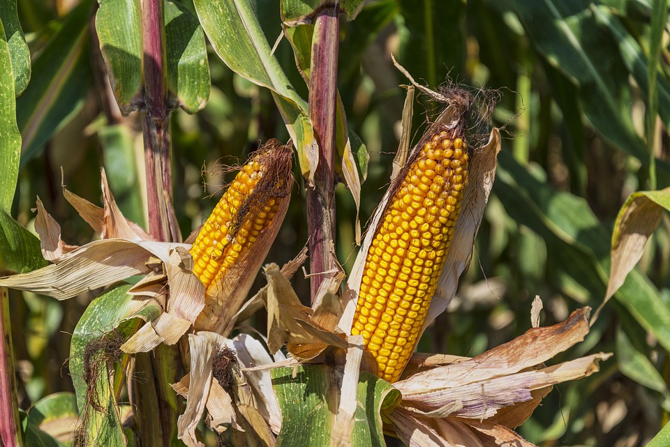 Corn Field Farming - Free photo on Pixabay