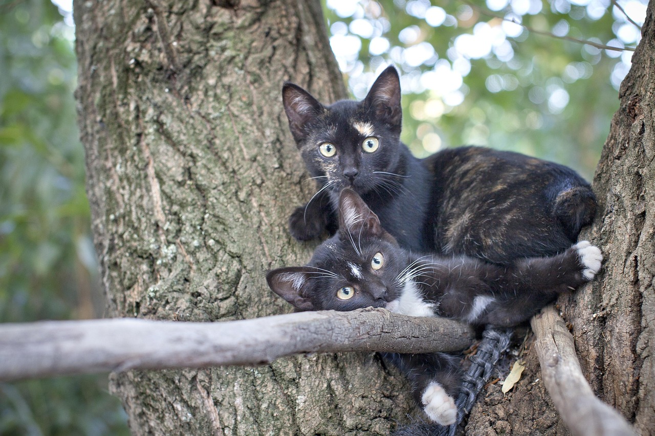 Cats Trees - Free photo on Pixabay - Pixabay