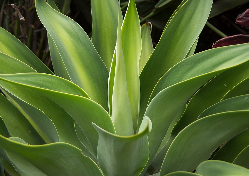 Succulent Green Spikes - Free photo on Pixabay - Pixabay