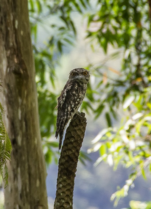 Marmurkowaty Frogmouth Podargus - Darmowe zdjęcie na Pixabay - Pixabay