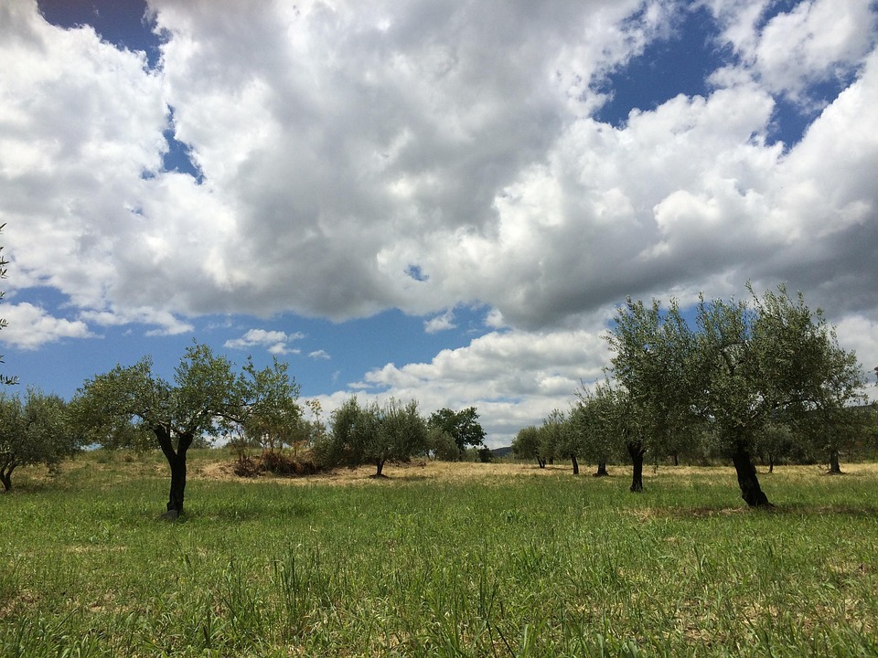Des Arbres Paysage Arbre À - Photo gratuite sur Pixabay - Pixabay